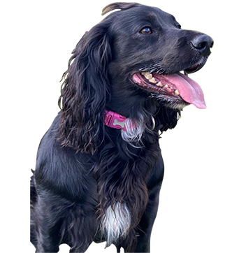 Whitecode Consulting